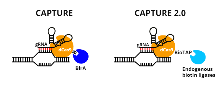 Multiplexed Capture Of Promoter Enhancer 3d Chromatin Structures Using Crispr